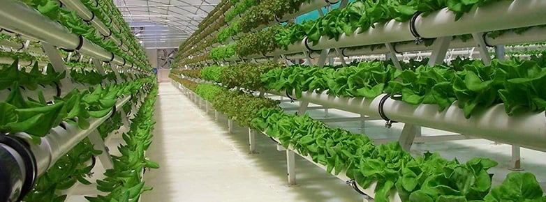 The Basics Hydroponic Systems