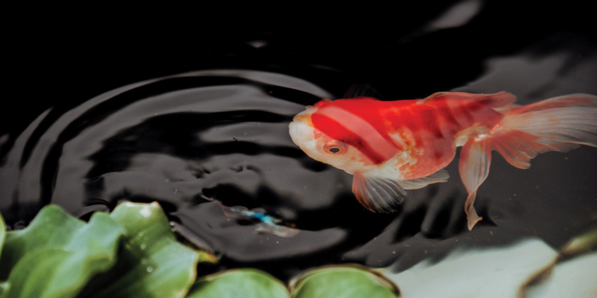 The Importance of Chlorine in Aquariums and Aquaculture