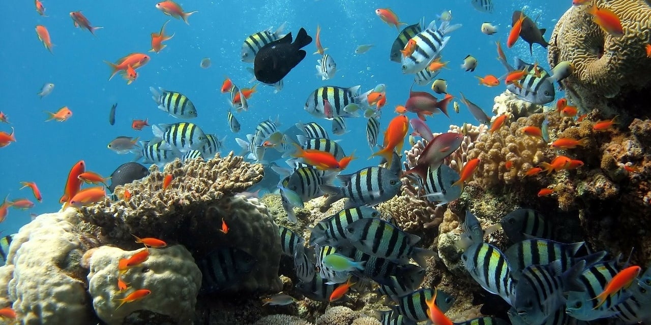 How to Test for Alkalinity (dKH or ppm) in Your Aquarium