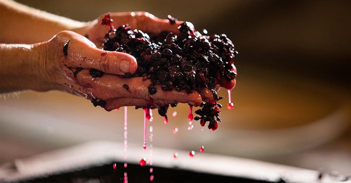 CRUSH Your Grape Harvest Season and How You Should Prepare