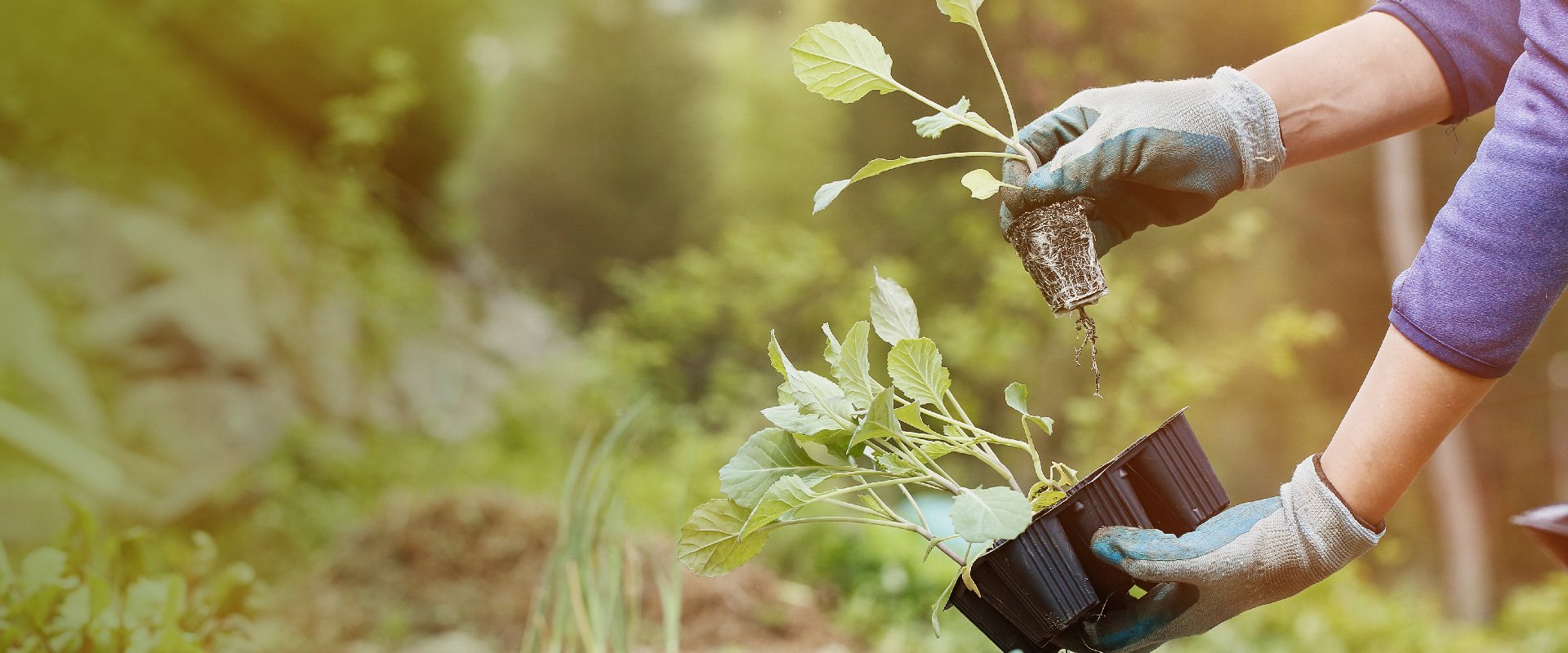 Decoding Your Garden Testing Results